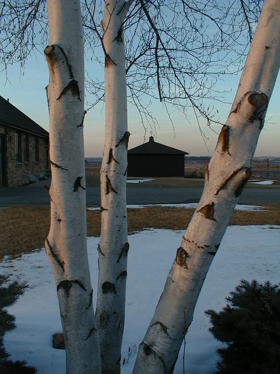 A Witch's Daily: New Moon - Beith/Birch Lunar Cycle - The First Lunar ...