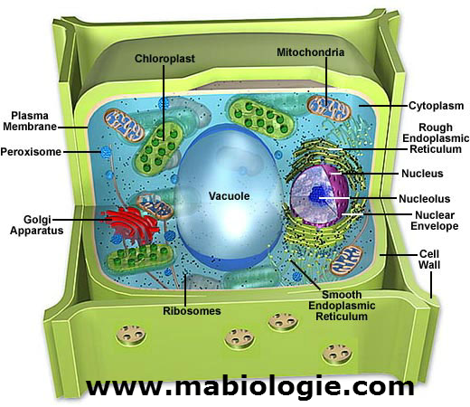 Les organites cellulaires, définitions et rôles - Biologie