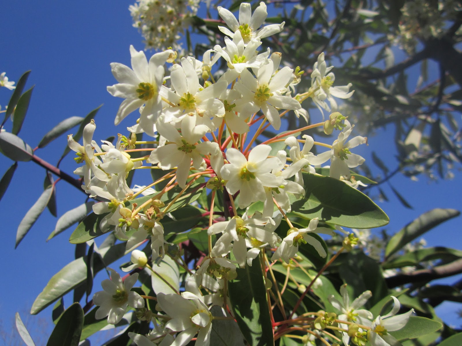 Cuidemos la Naturaleza: Canelo en flor