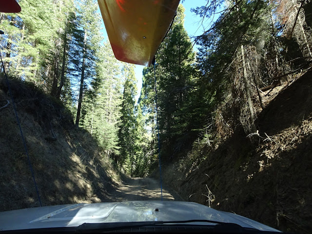 Traveling with Tucson : Kings Canyon - The Boole Tree and Chicago Stump