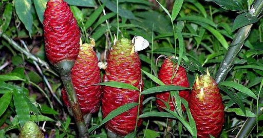 Manfaat Tanaman Obat: Manfaat Lempuyang gajah (Zingiber zerumbet)