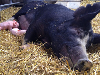 Peaches the Pig: Day 4: Tail Docking 101