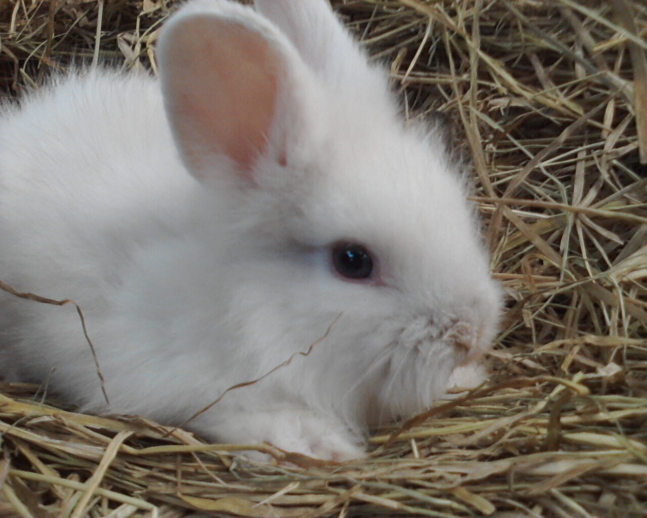 COELHÁRIO ENCHANTRESS ***MINI COELHOS***: FILHOTES MINI LION HEAD E ...