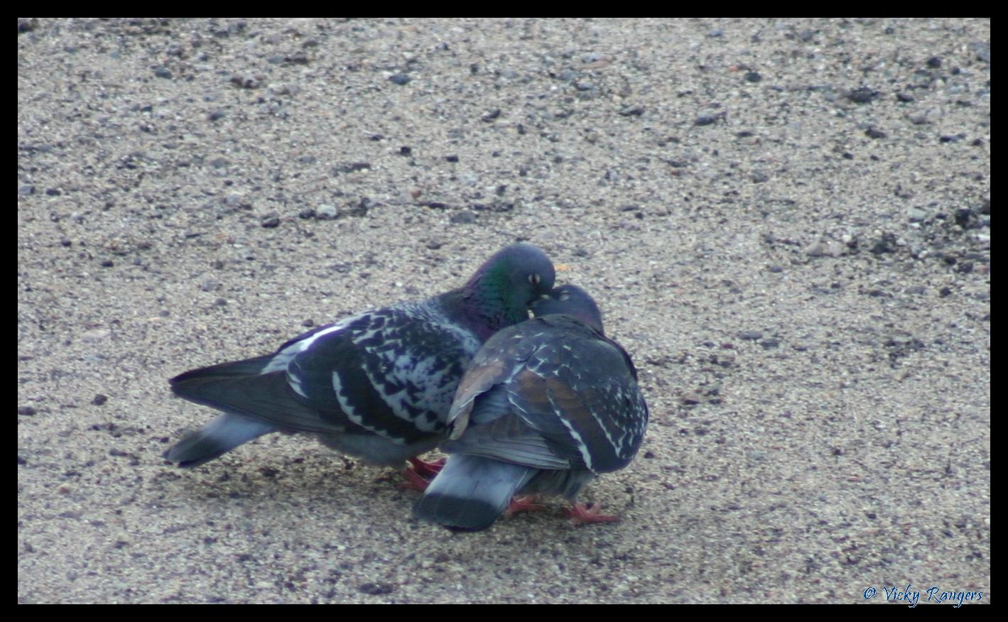 La faune et la flore du Québec en photos: Pigeon biset, Columba livia