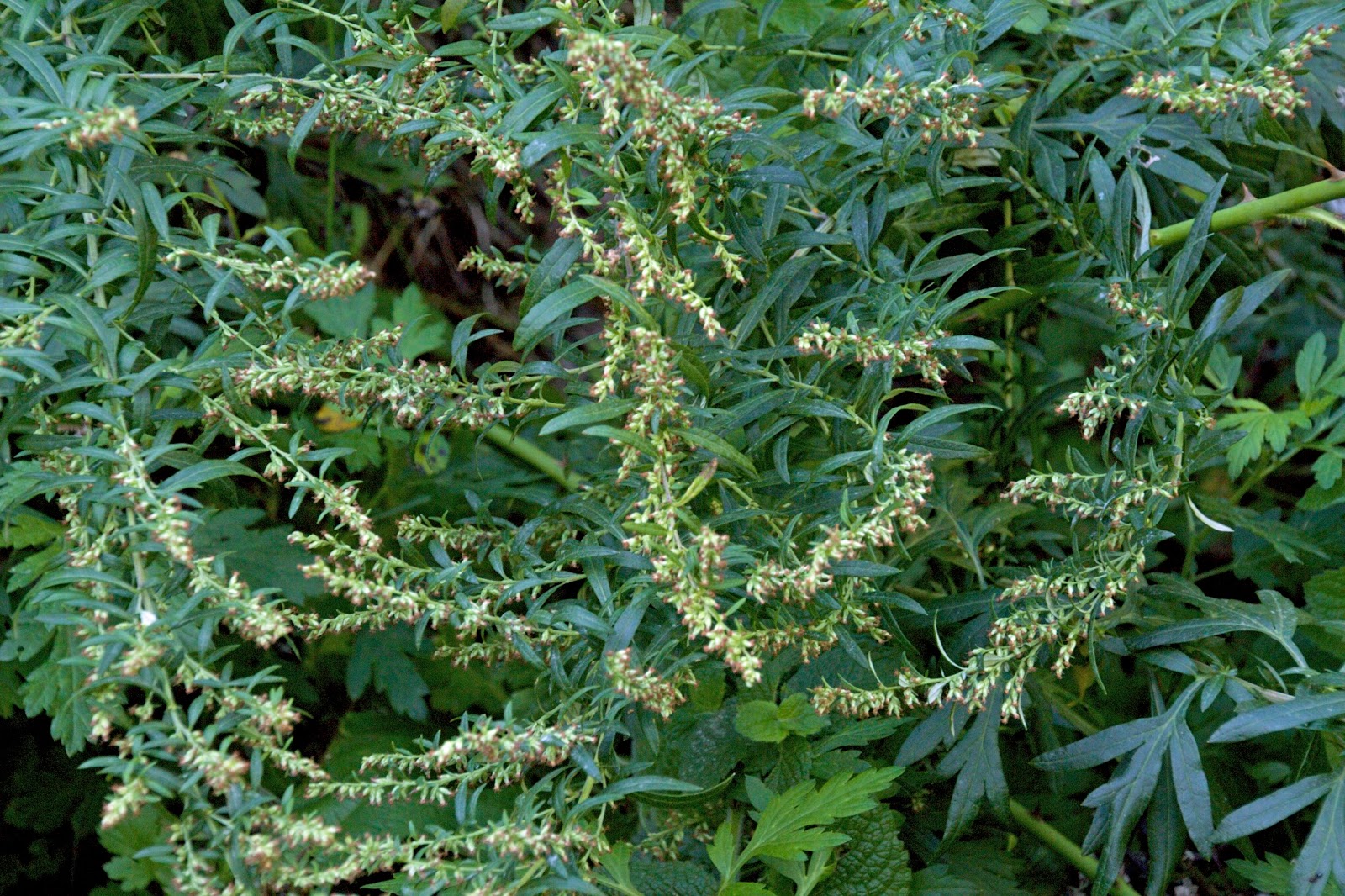 Nature's Wonders: HAY FEVER? DON'T BLAME GOLDENROD!