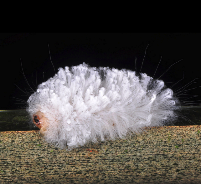 VENEZUELAN POODLE MOTH photos - wallpapers (ανανεωμένο) | the fun bank