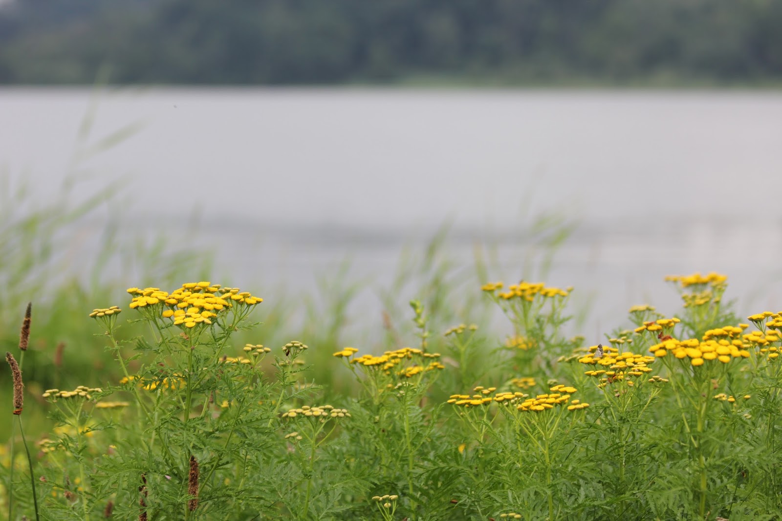 Ved Kilen: Rejnfan/regnfang