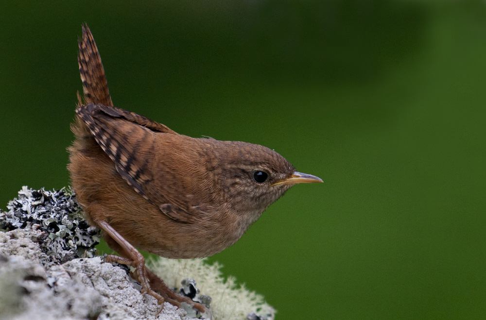 Irish Wildlife Photography: July 2013