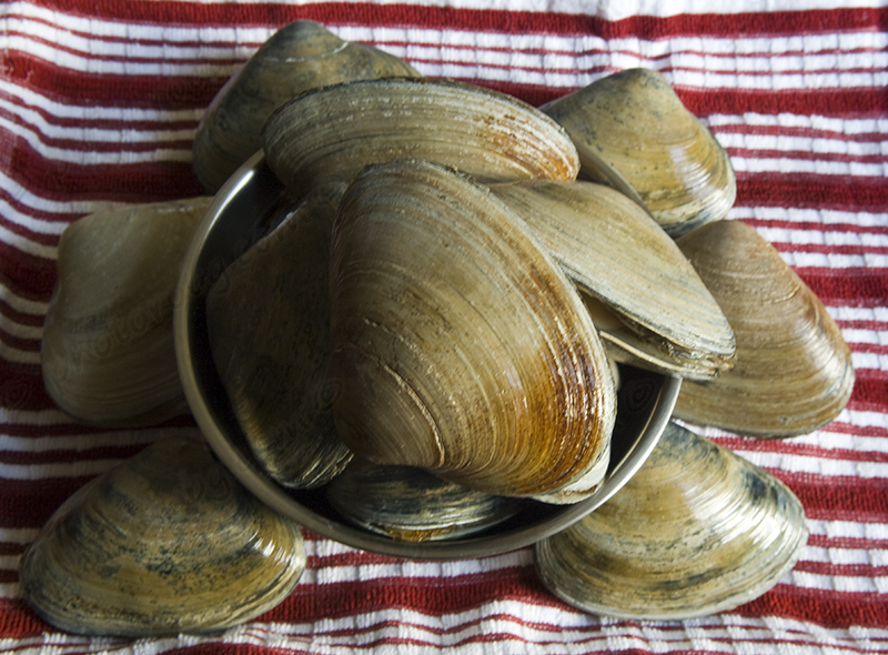 The 3 Foragers: Foraging for Wild, Natural, Organic Food: Foraging ...