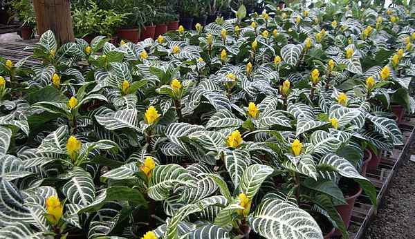 Afelandra (aphelandra squarrosa) - Plantas