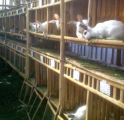 Cara Budidaya Ternak Kelinci Lokal Untuk Pemula | Info Dunia