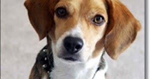 The Pet Tree House - Where Pets Are Family Too : Muscular Dystrophy in Dogs