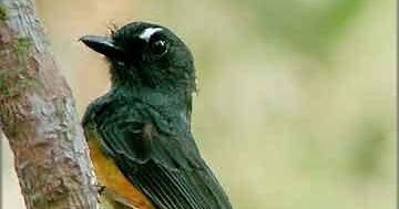 Murai Batu Aceh..........: Cempala Kuneng (Fauna Identitas Aceh)