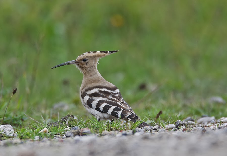 Rare & Scarce Birds In Britain