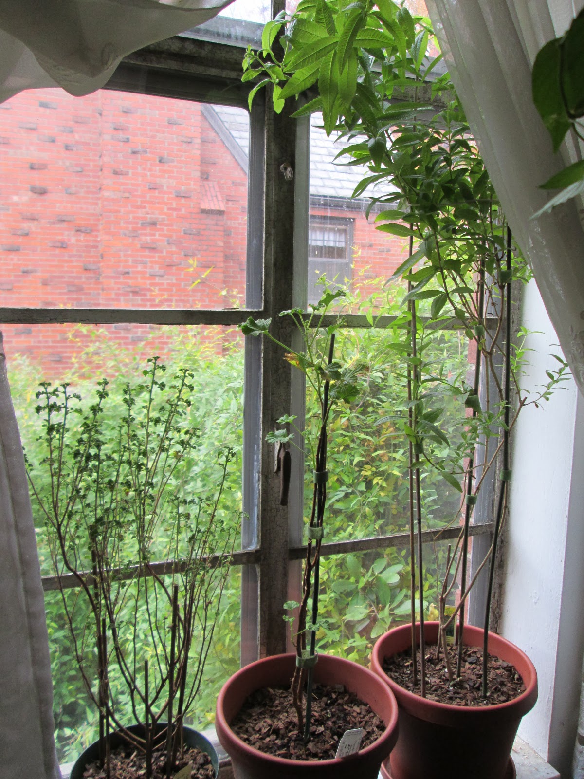 Lemon Verbena Lady's Herb Garden: The Indoor Winter Landscape!