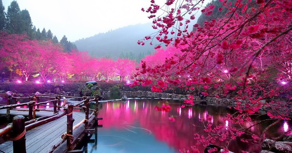 Lighted cherry blossom lake - Japan ~ ARHGUZ