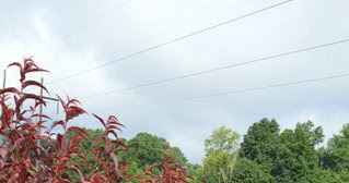 Jackson Nursery: Bare Root Field Liners