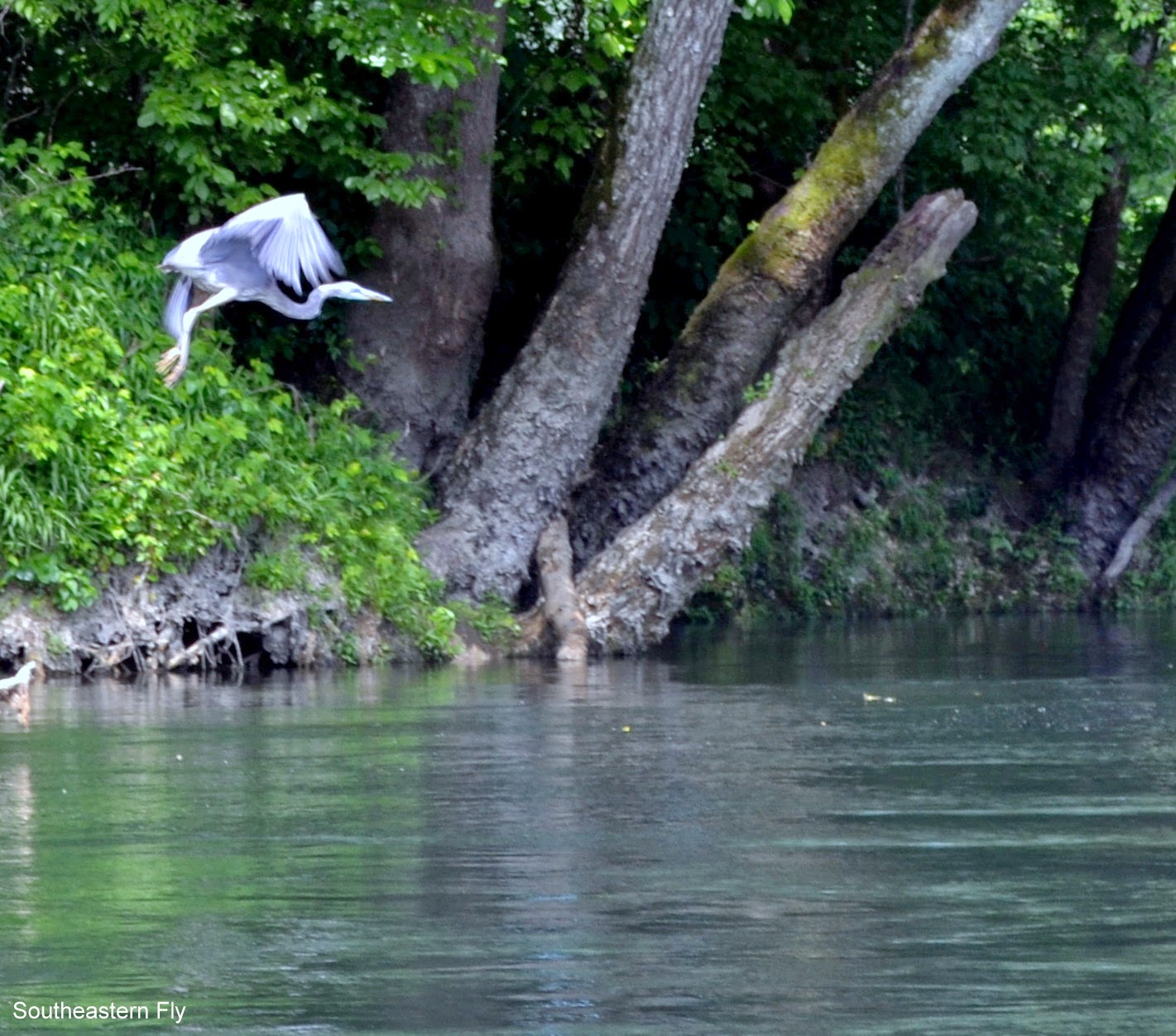 Southeastern Fly: Elk River Fishing