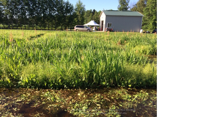 American Wild Rice: Plant_flower_seed_grain_food_from wild rice