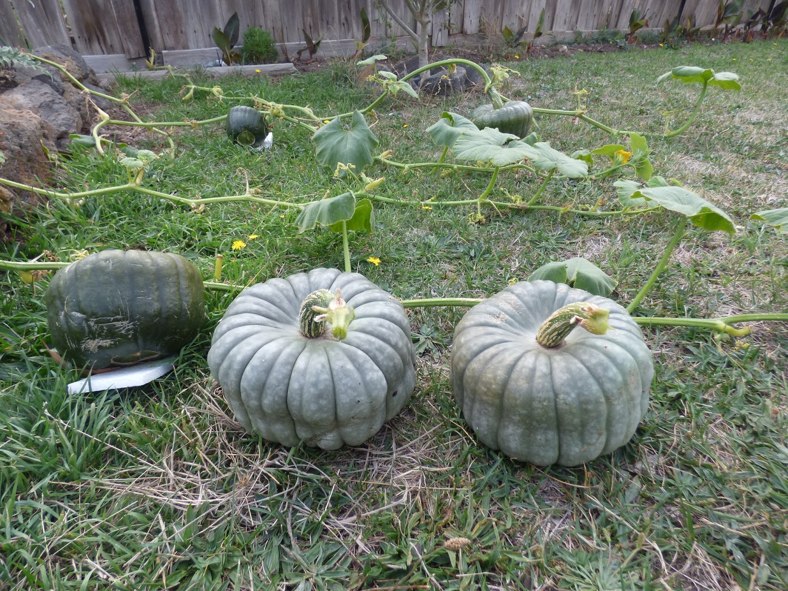 Organic Queensland Blue Pumpkins in Ballarat | Queentulip