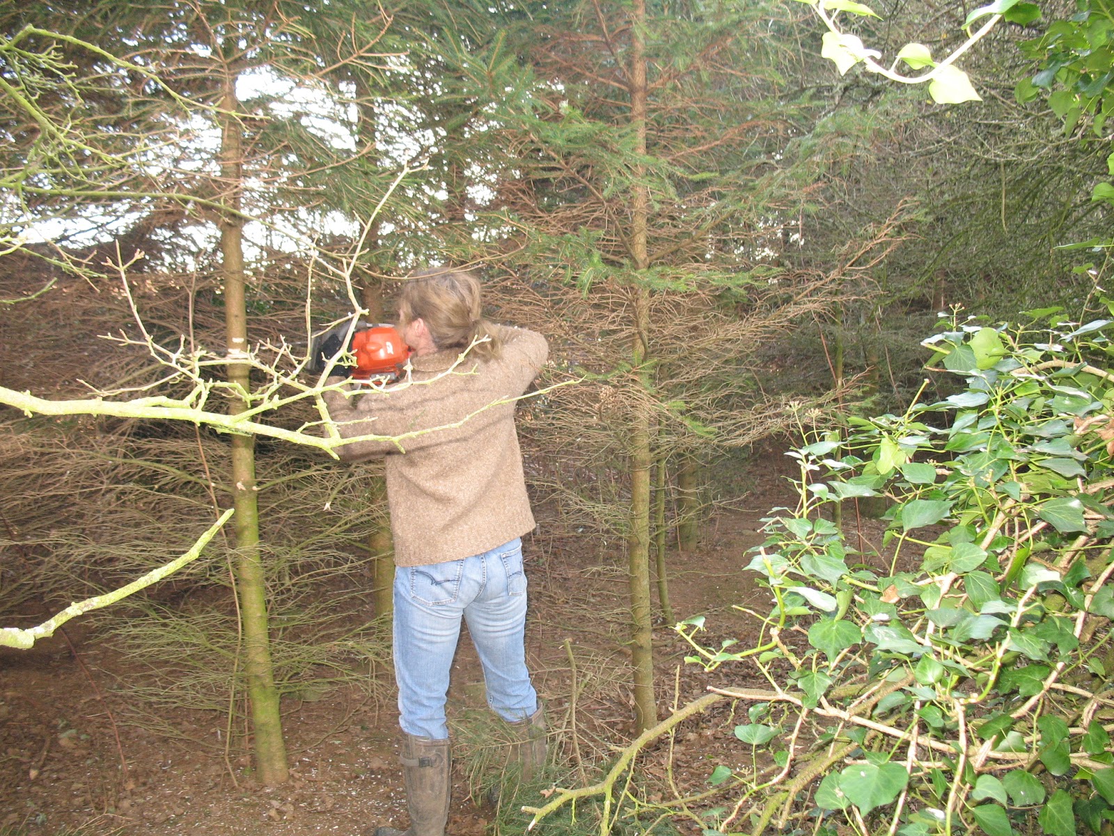 Milkweed & Teasel: Of Christmas trees and cobbling together