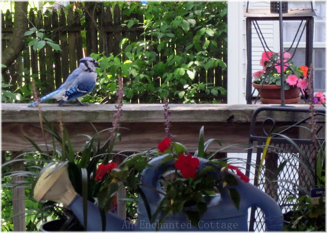 An Enchanted Cottage: A study in blue jays