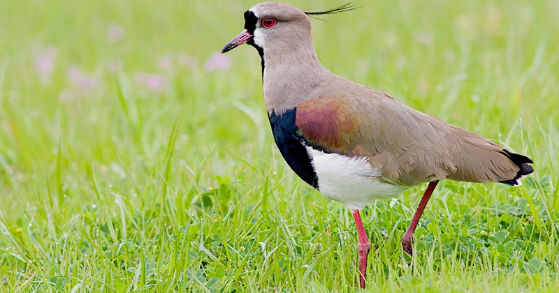 ENCICLOPEDIA DE ANIMALES MUNDIAL: TERO COMÚN (Vanellus chilensis)