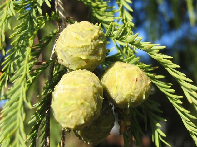 Trees Planet: Taxodium mucronatum – Montezuma Bald Cypress