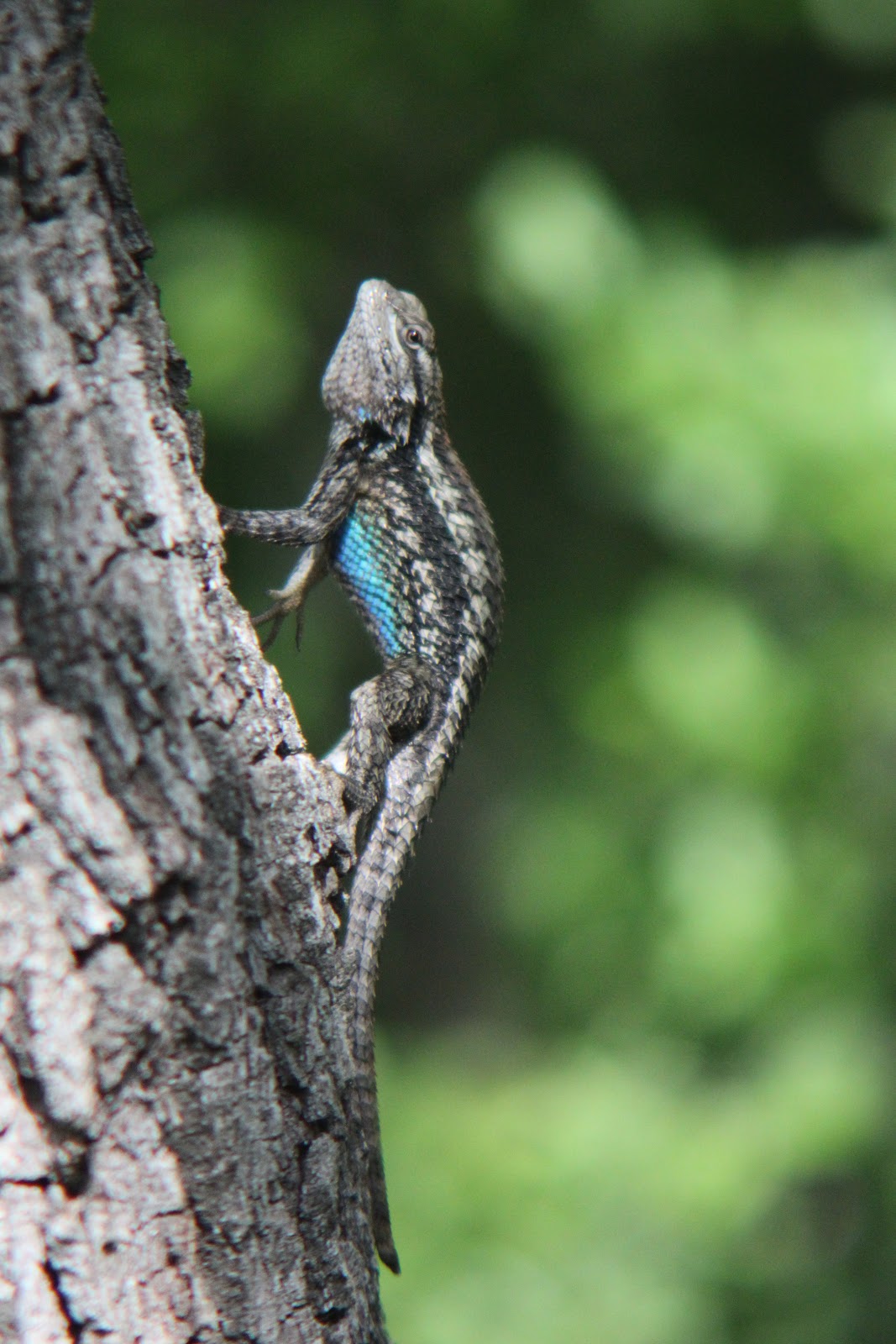 Rock-Oak-Deer: Wordless Wildlife Wednesday - Western Fence Lizard