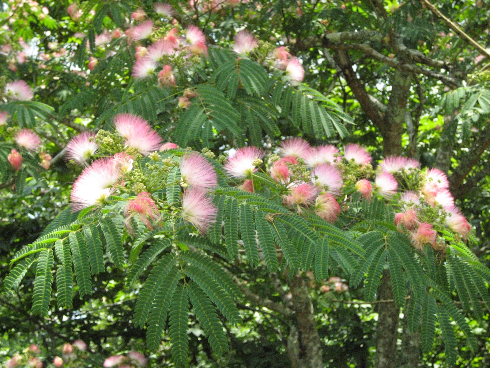 Discovering His Creation: Mimosa (Albizia Julibrissin)
