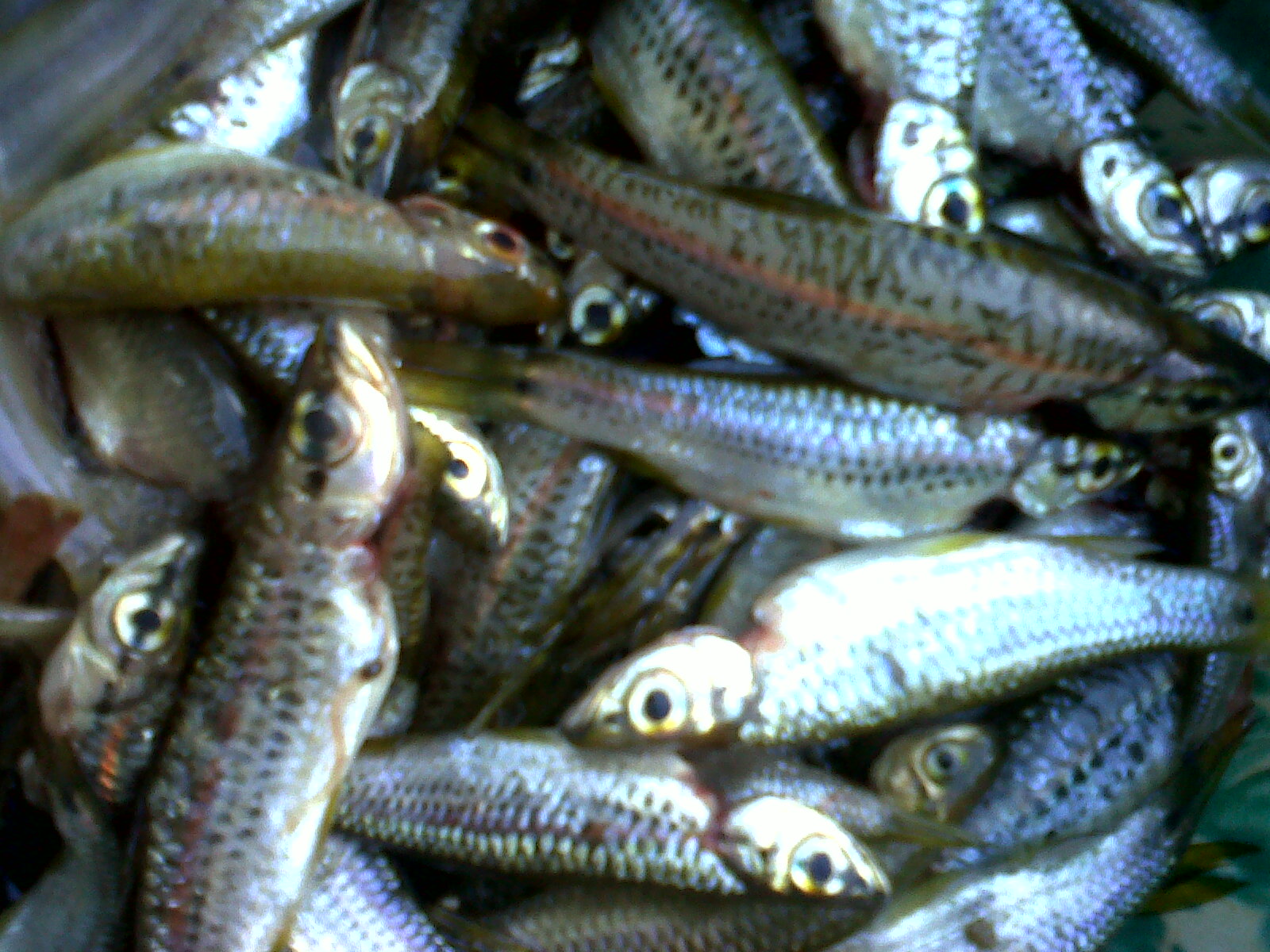 Lejuk kan Belitong: IKAN SELUANG