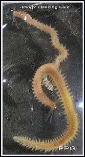 UMPAN ALAMI ( LIVEBAIT ) - Paguyuban Pemancing Gresik