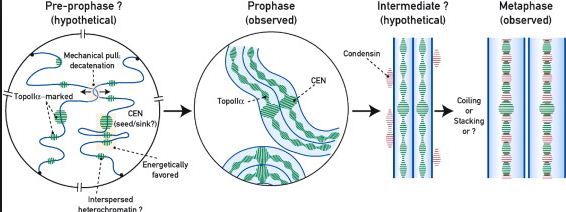 Preprophase |Genetic Engineering Info