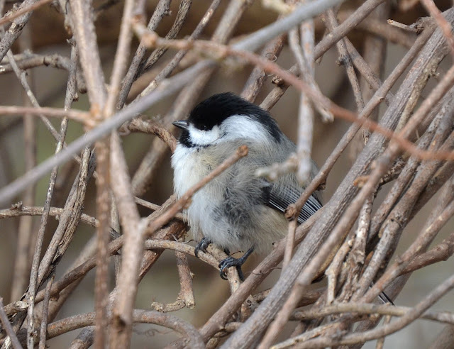Woods Walks and Wildlife: Ultra-Puffy Chickadee