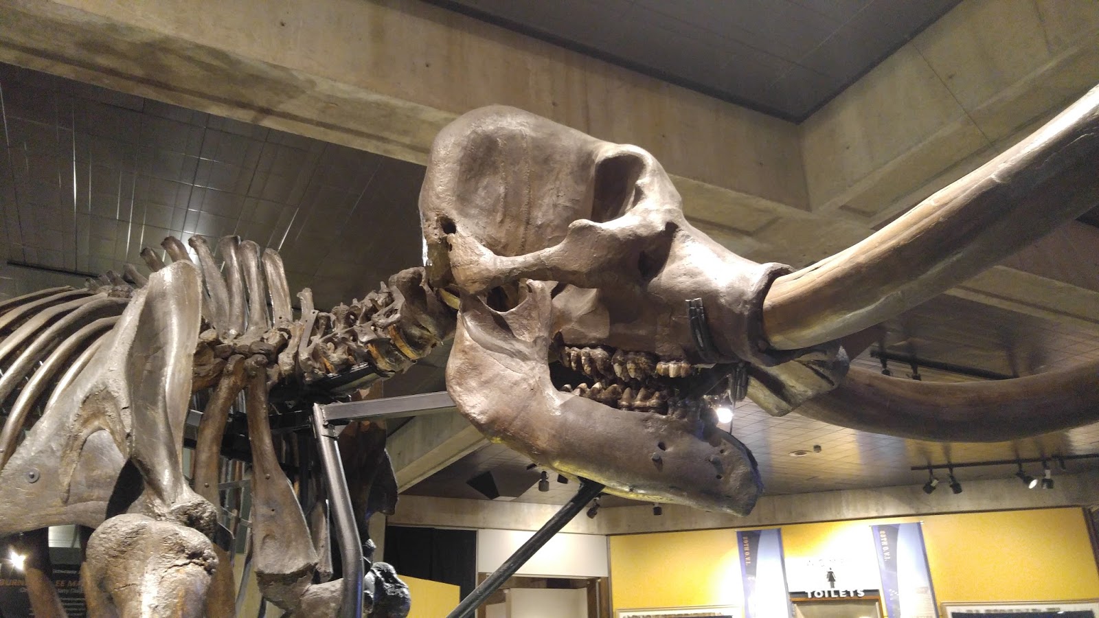 Travels of a Hobgoblin Taphophile: The Conway Mastodon - Ohio History ...