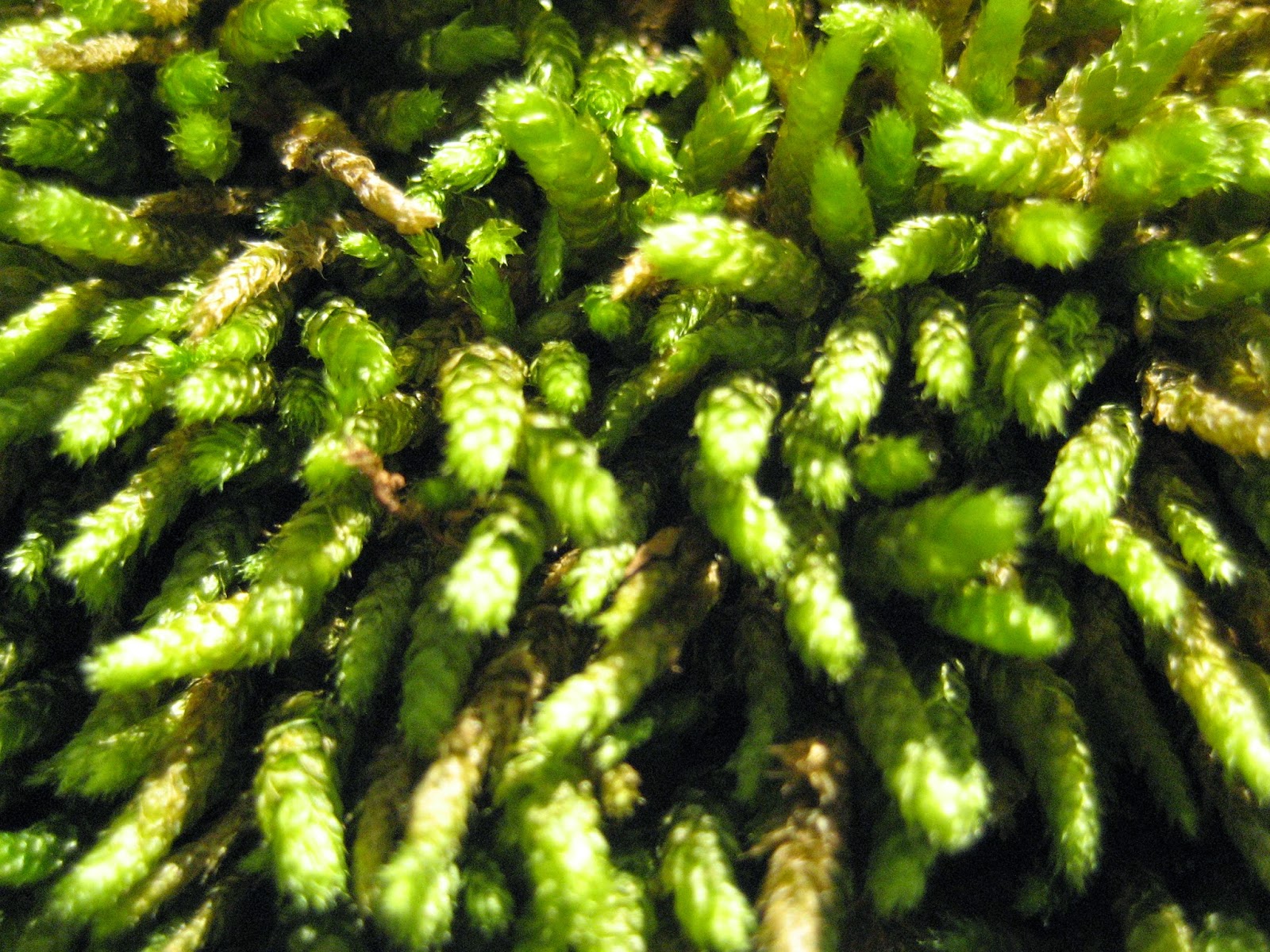 Discovering His Creation: Atrichum Moss (Atrichum angustatum)