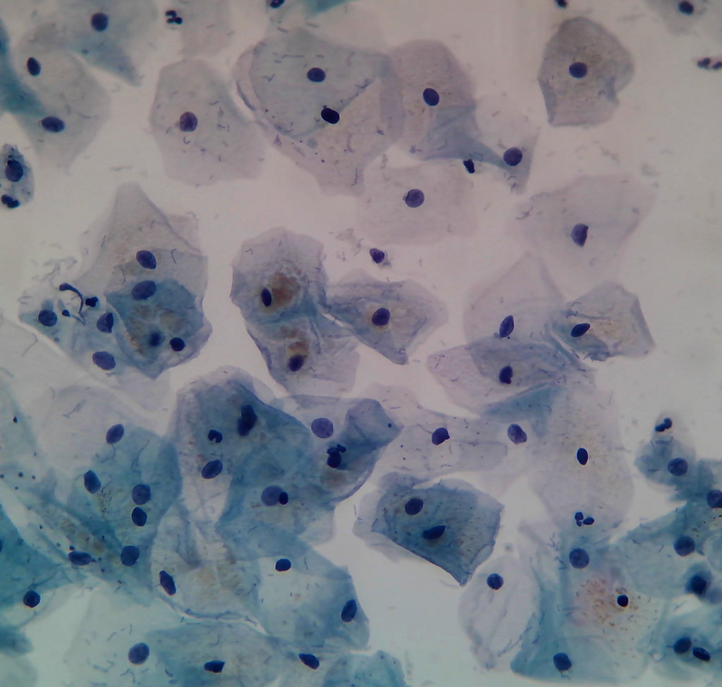 Histología Básica y Sistémica: Citología Cervical I