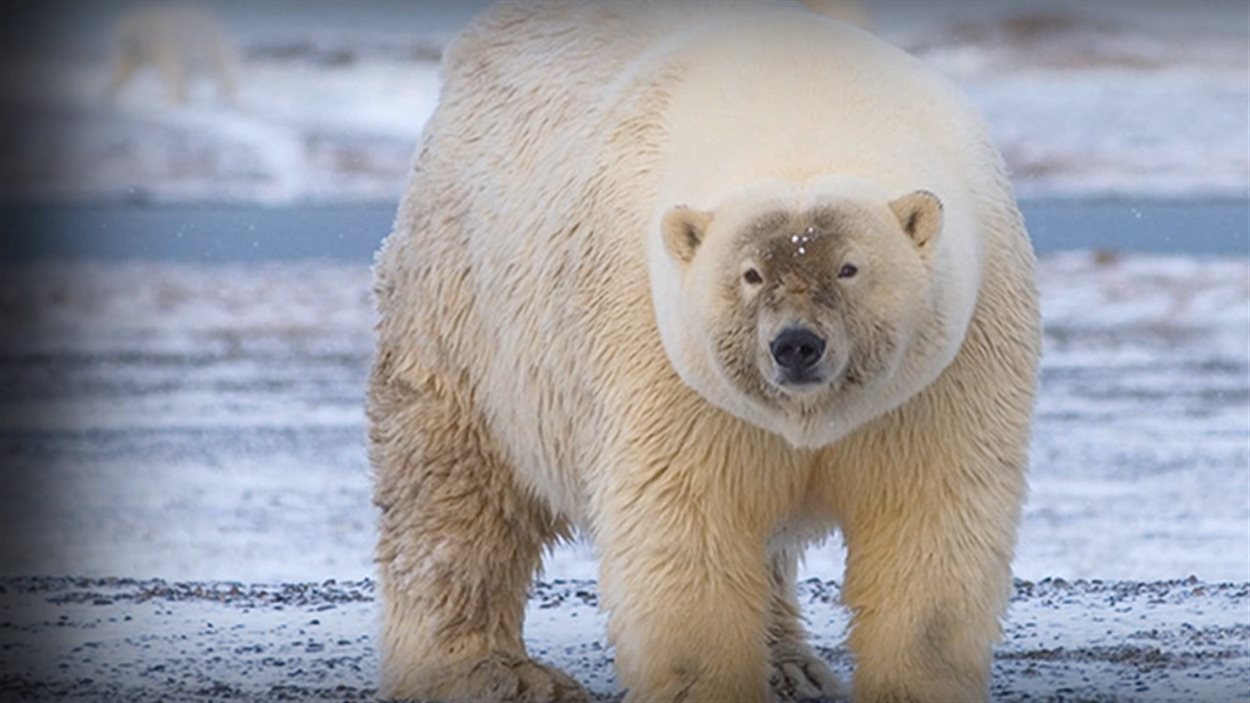 LA CIENCIA DE LA VIDA: Somos osos
