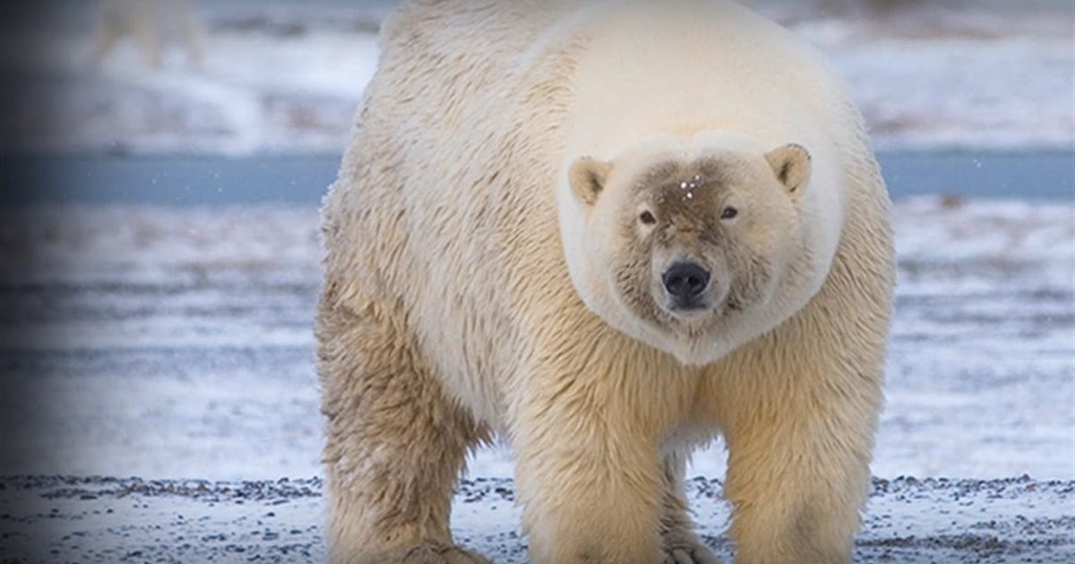 Animales hibridos: Oso Grolar