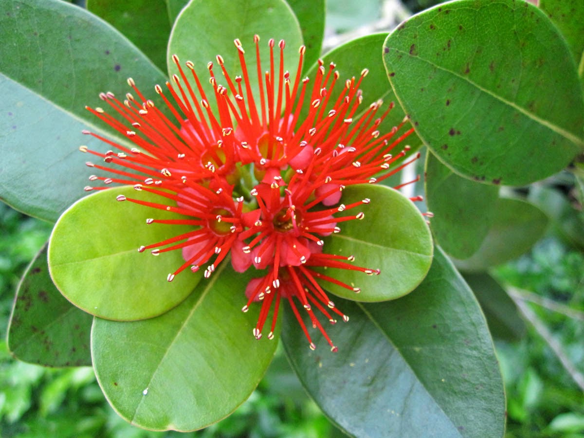 Всё о бегониях и не только...: Ксантостемон золотистый (Xanthostemon ...