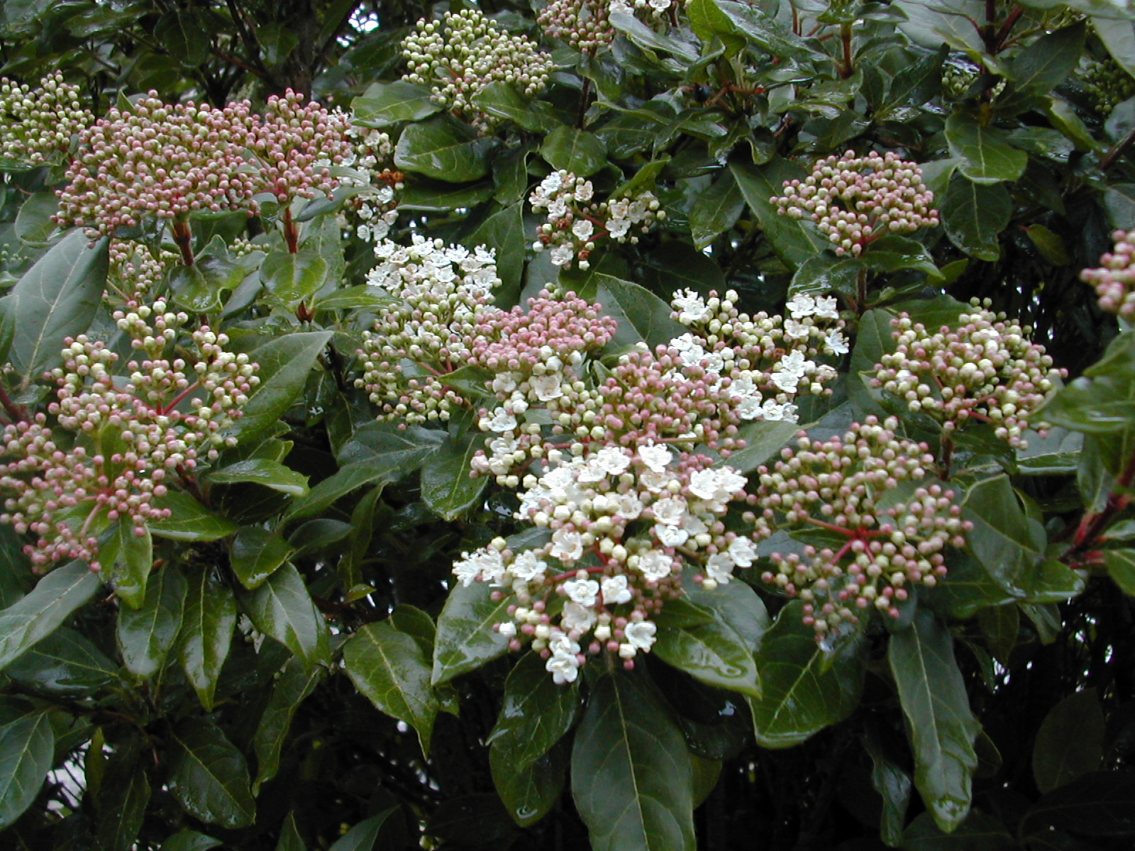 Cuaderno de campo: Durillo (Viburnum tinus)