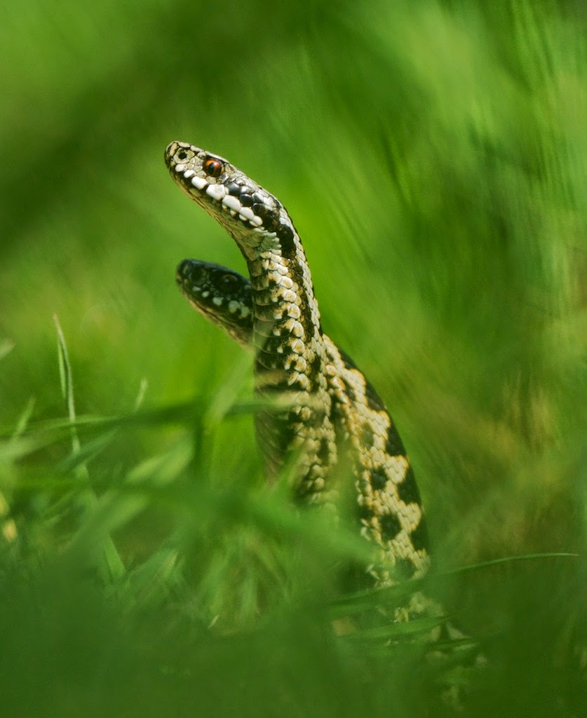 Matt's Photos: Dance of the Adders: 2014