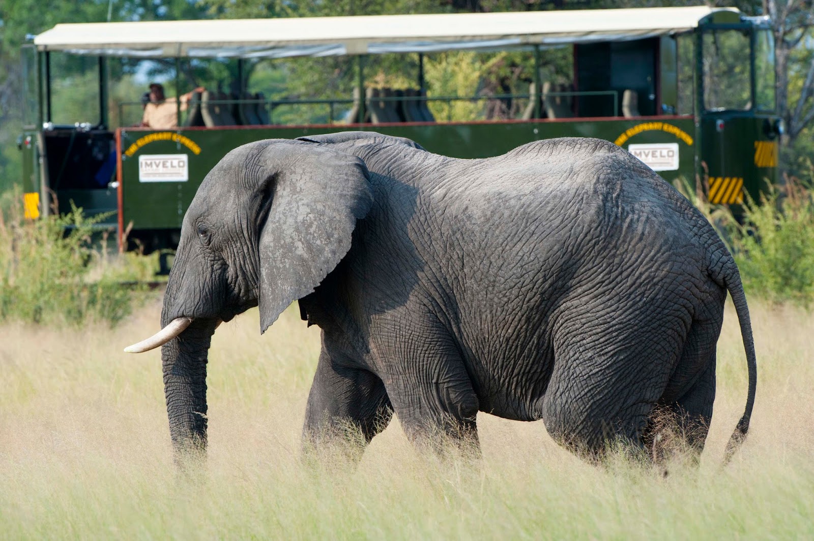 Everything you need to know about the Elephant Express Rail Car ...