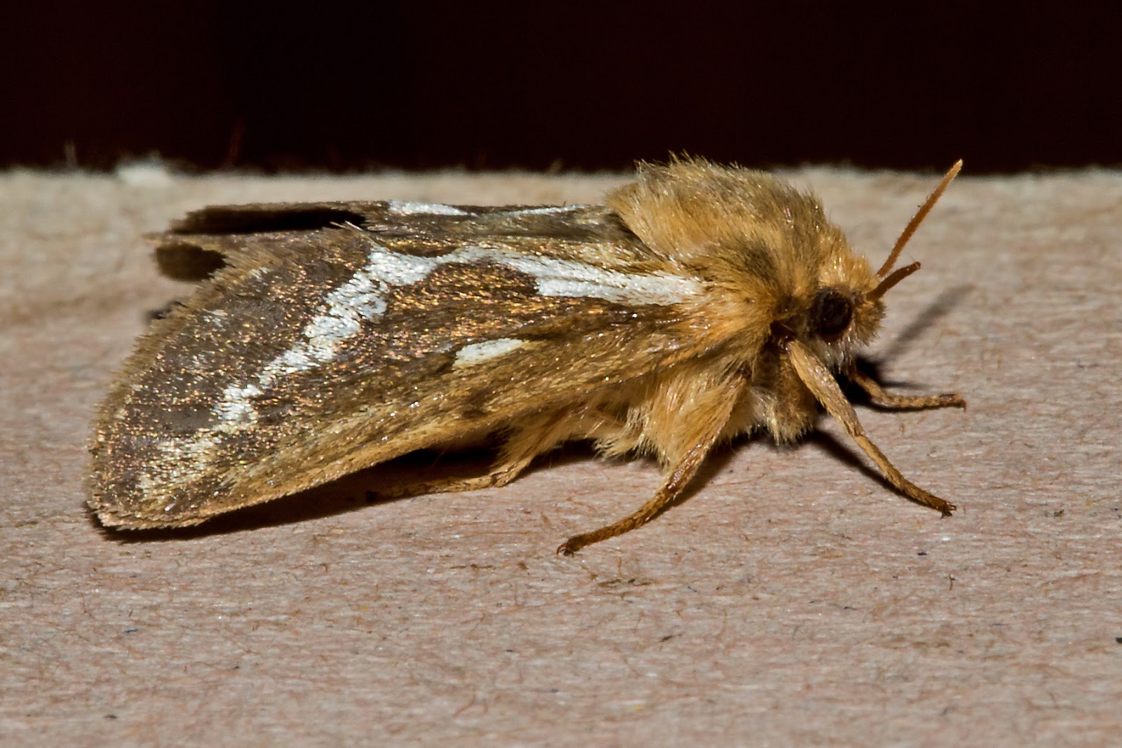 Butterflies, Dragonflies, Moths & other Insects: Common Swift Moth