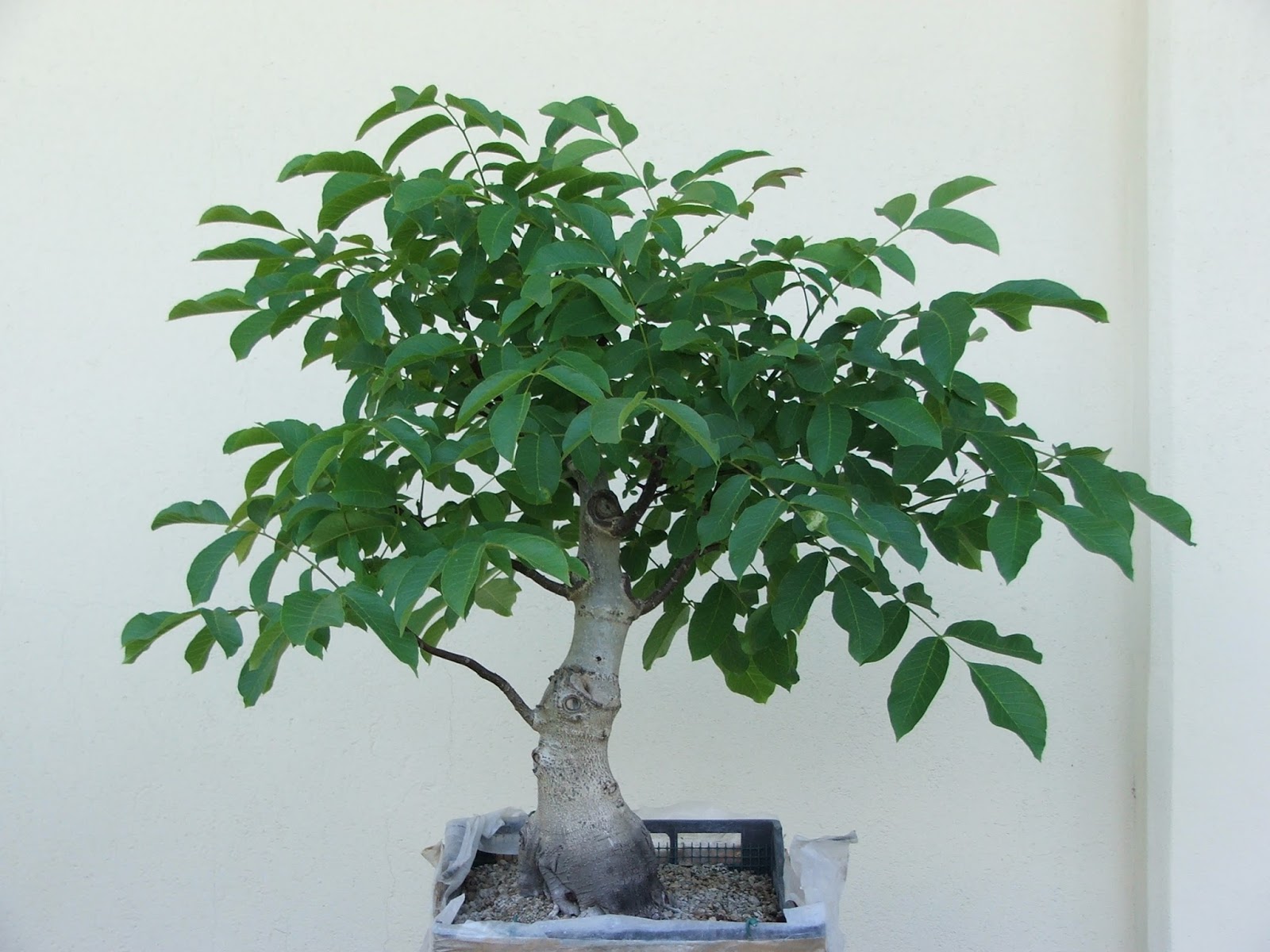 Evoluzione Bonsai : Bonsai di Noce - Juglans regia - Walnut bonsai﻿
