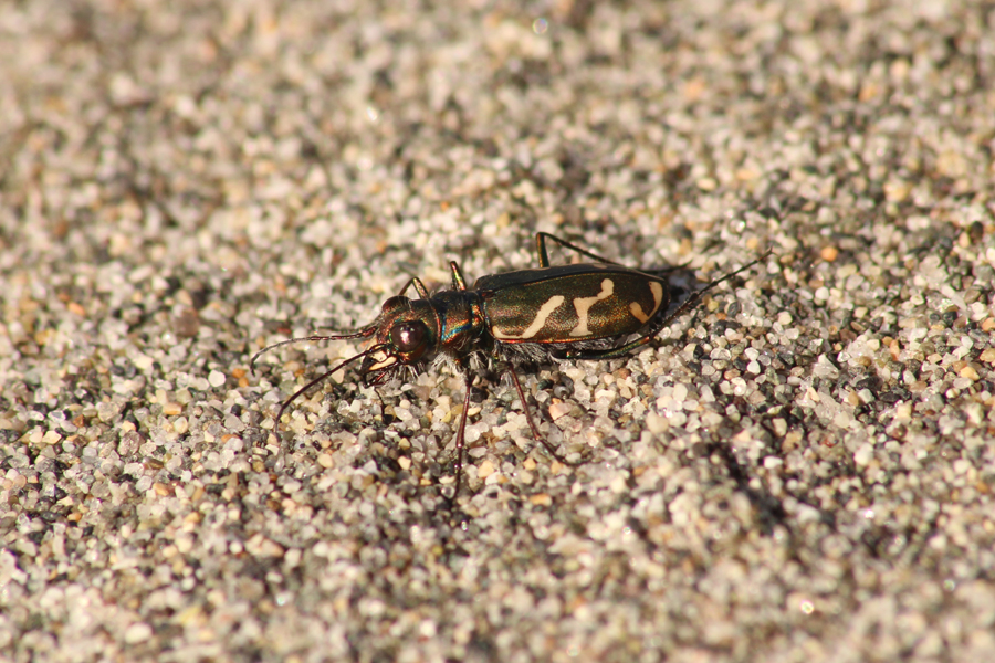 The Naturalest Naturalist: Saanichton Spit's Sensitive Species