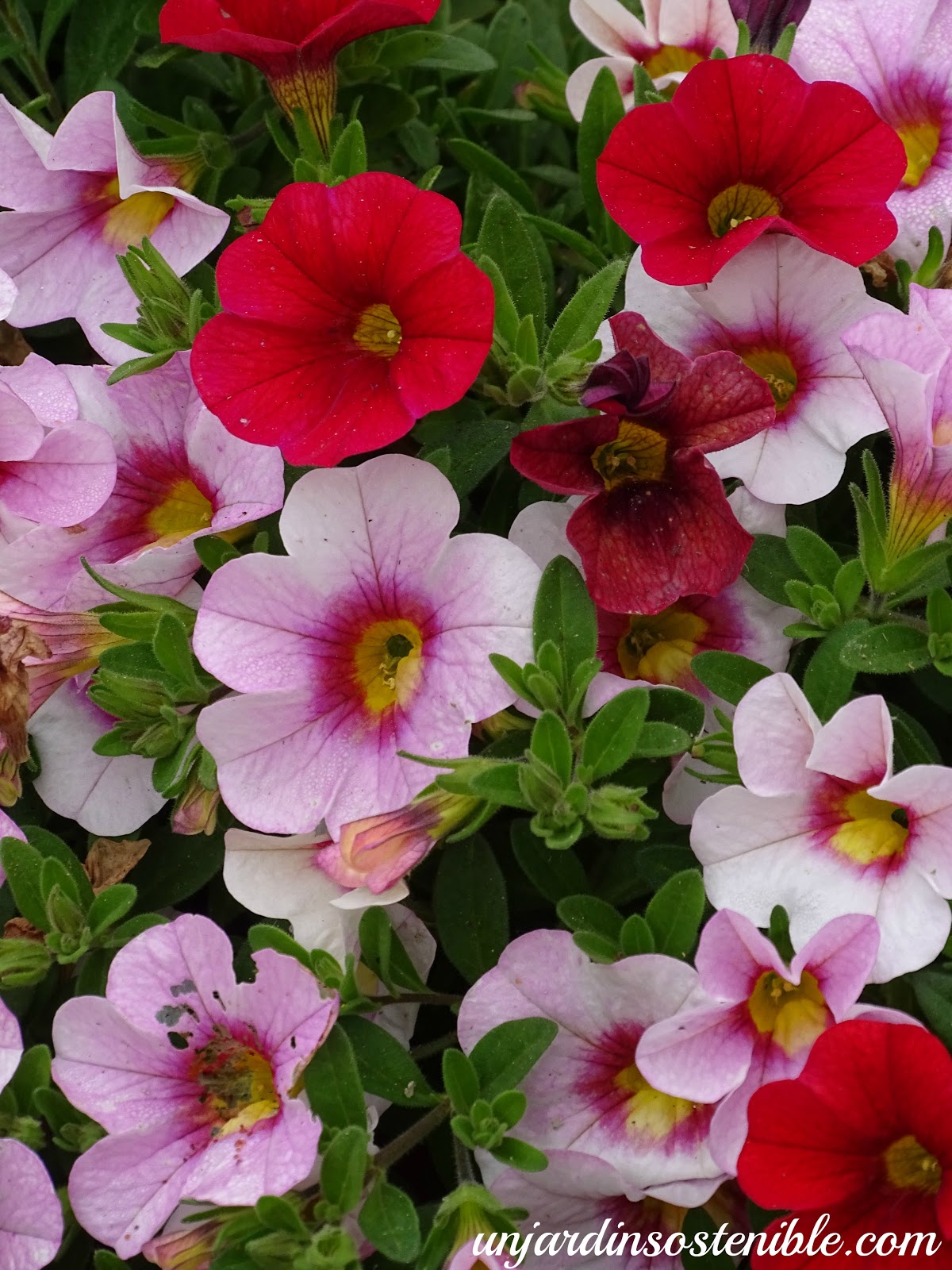 Calibrachoa x hybrida