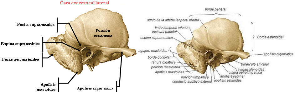 Hueso temporal ~ Mediestudio