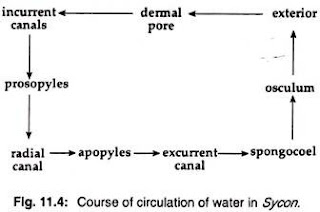 Canal System Of Sycon With Diagram