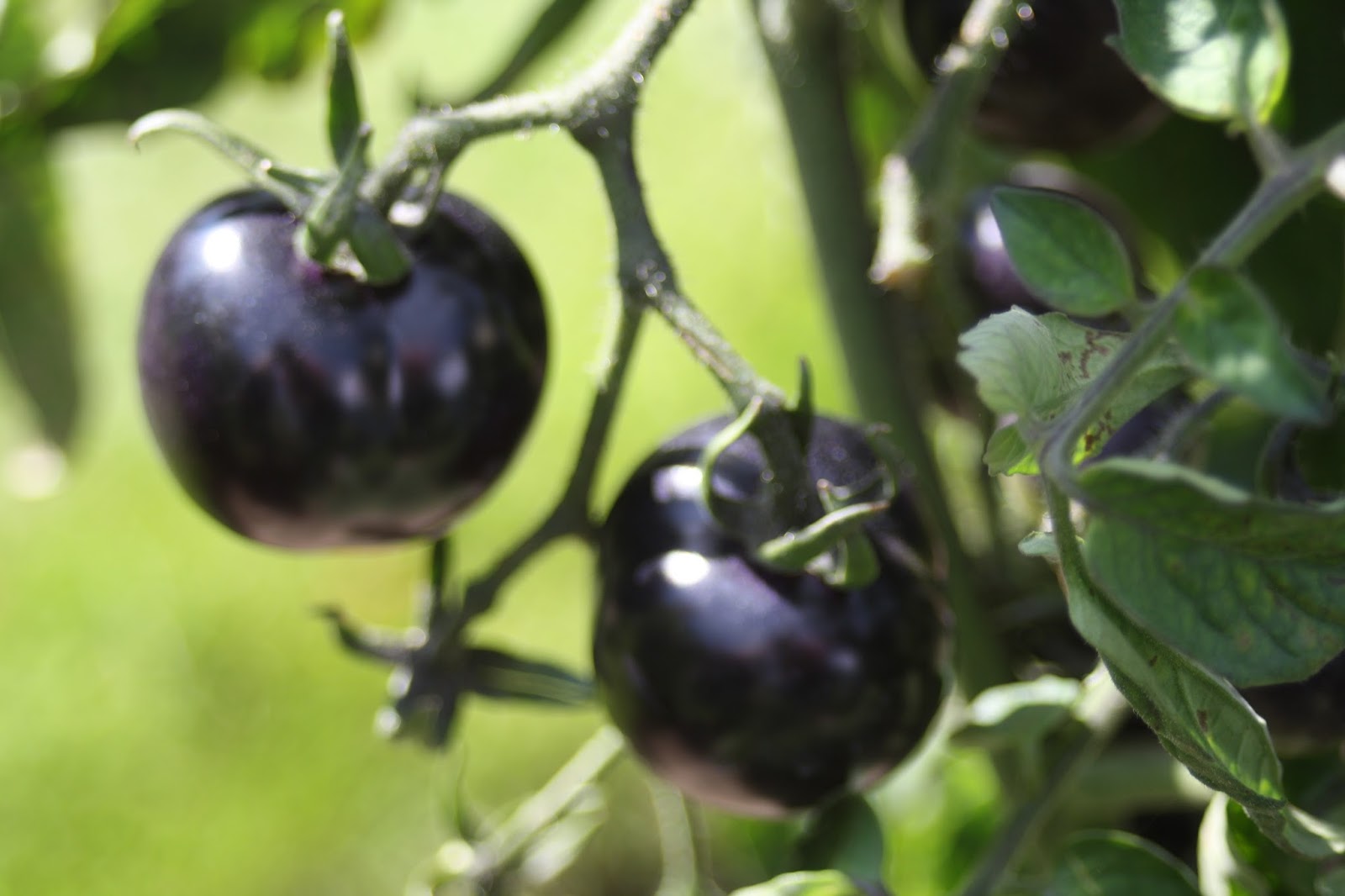 Debbie's Delectable Delights